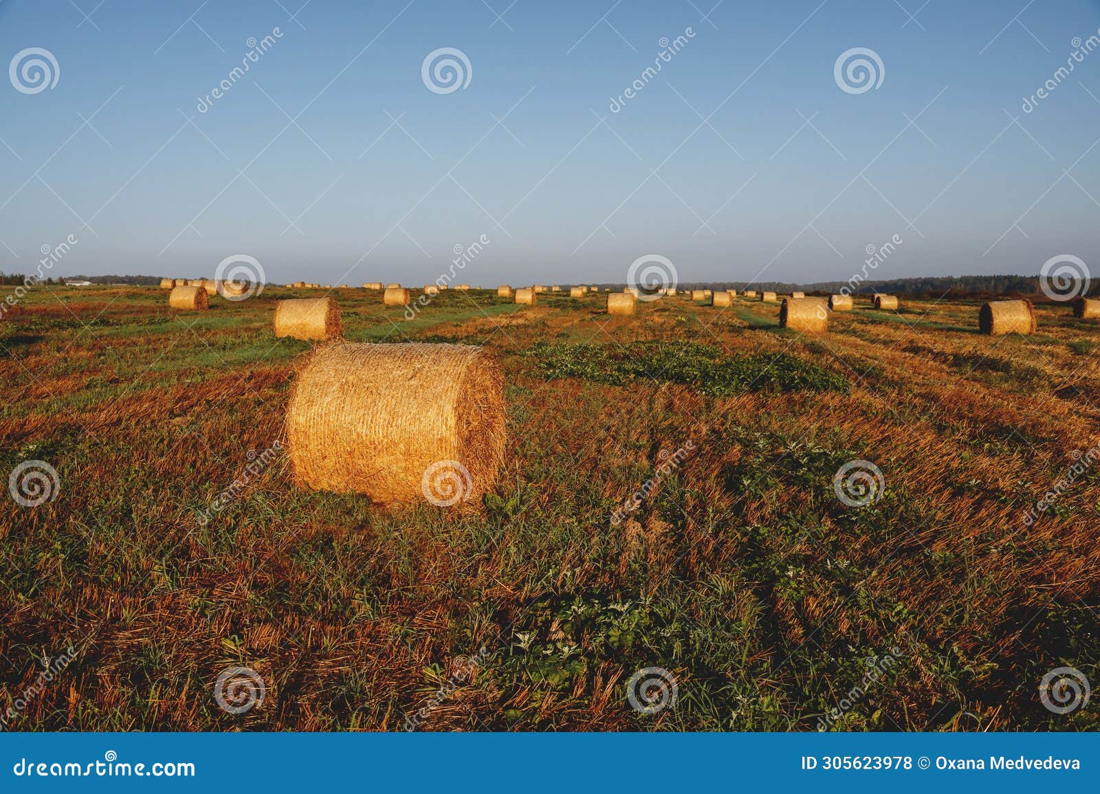 A Stack of Hay. Cut Stems of Cereal Crops. Dried Grass Clippings are ...