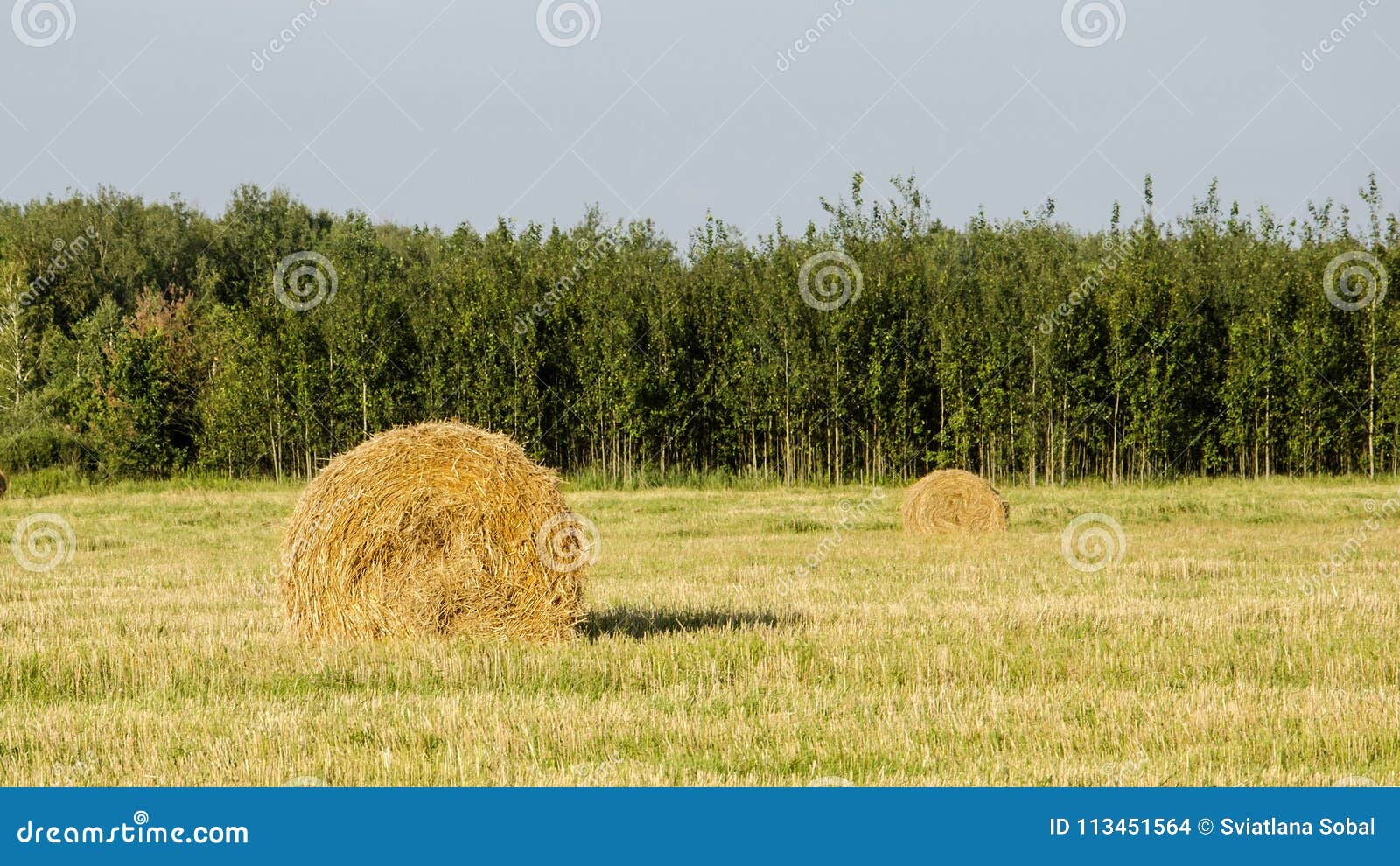 Stack of Hay on the Field on a Background of Green Forest and Sky Stock ...