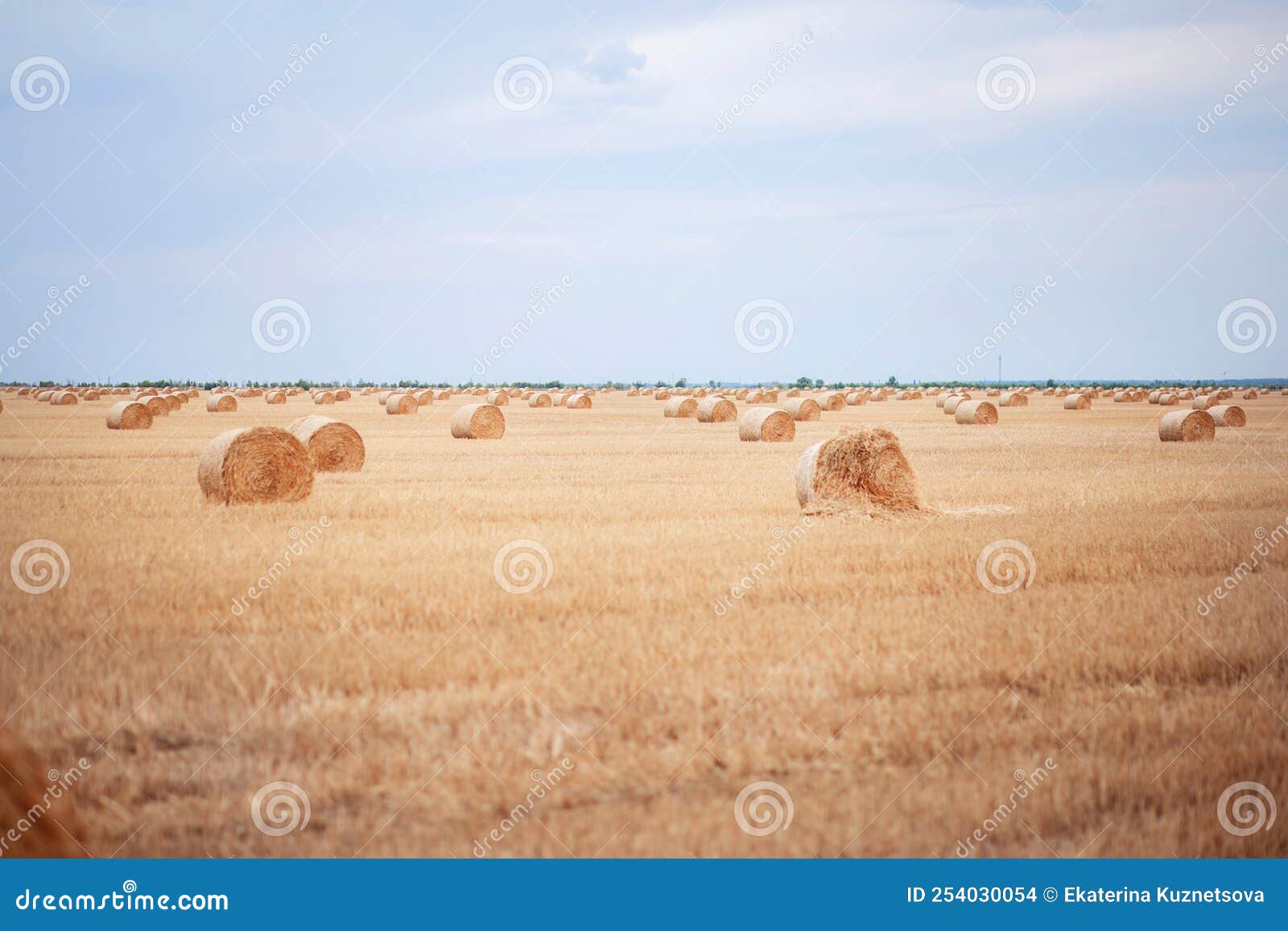 A Stack of Hay in a Field. Grain Harvesting in Agricultural Fields ...