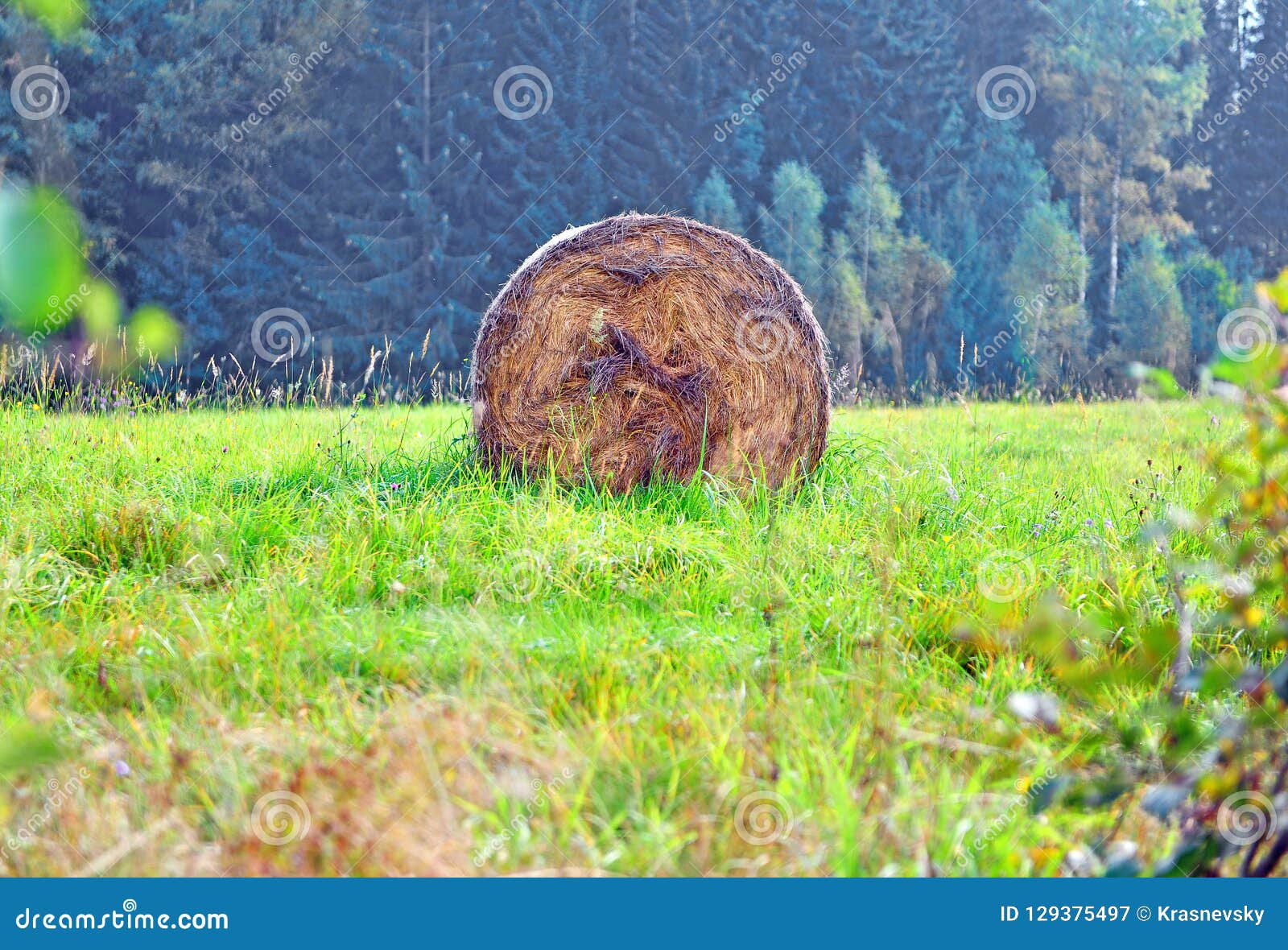 Stack of hay in the field stock image. Image of haystack - 129375497