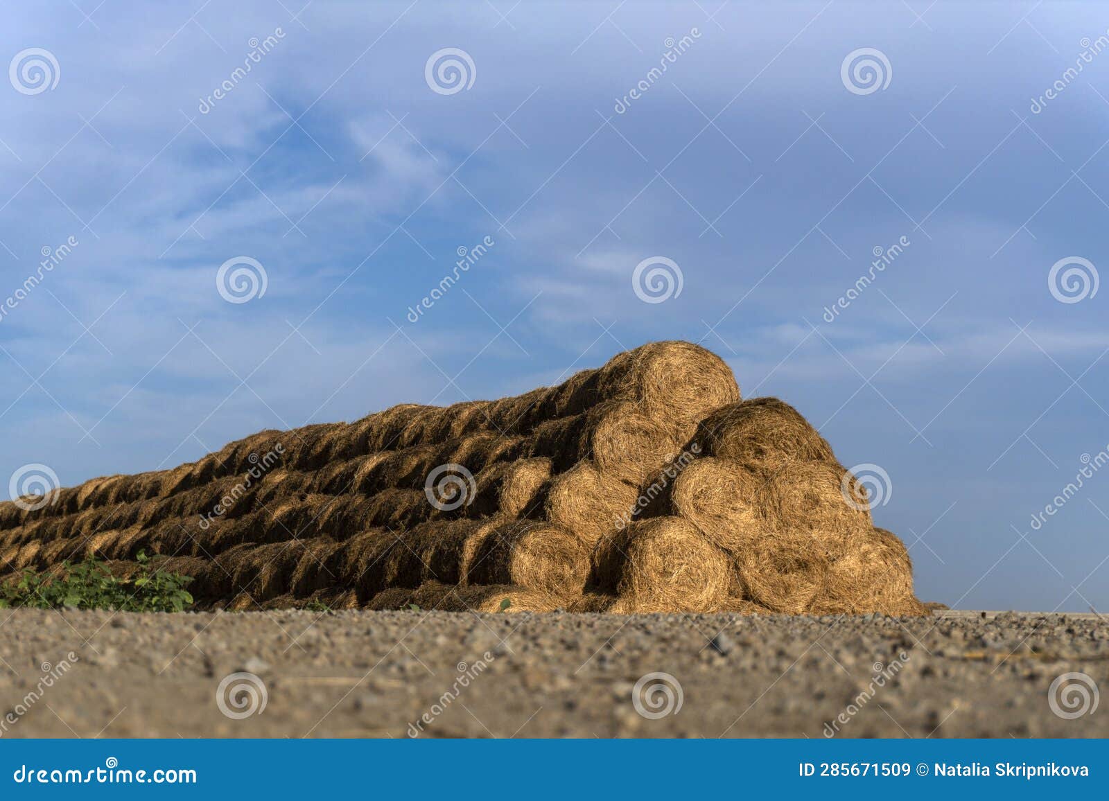 A stack of hay. harvest stock image. Image of stack - 285671509