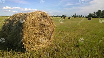 Stack of hay stock image. Image of foreground, majestic - 49982525