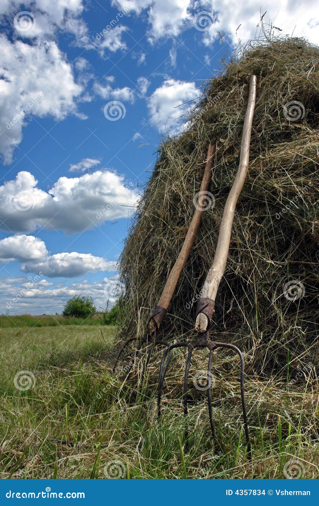 Stack of Hay and Pair of Pitchfork Stock Photo - Image of haymaking ...