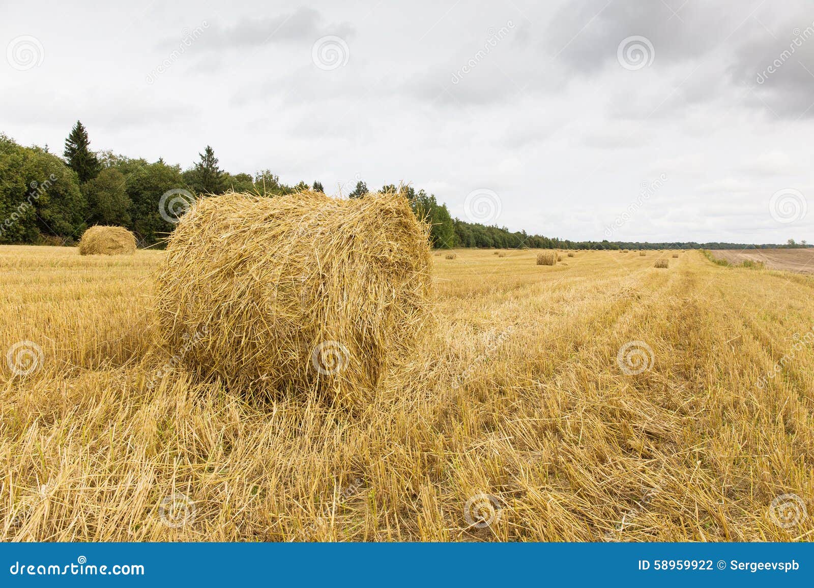 Stack of hay stock photo. Image of food, bail, landscape - 58959922