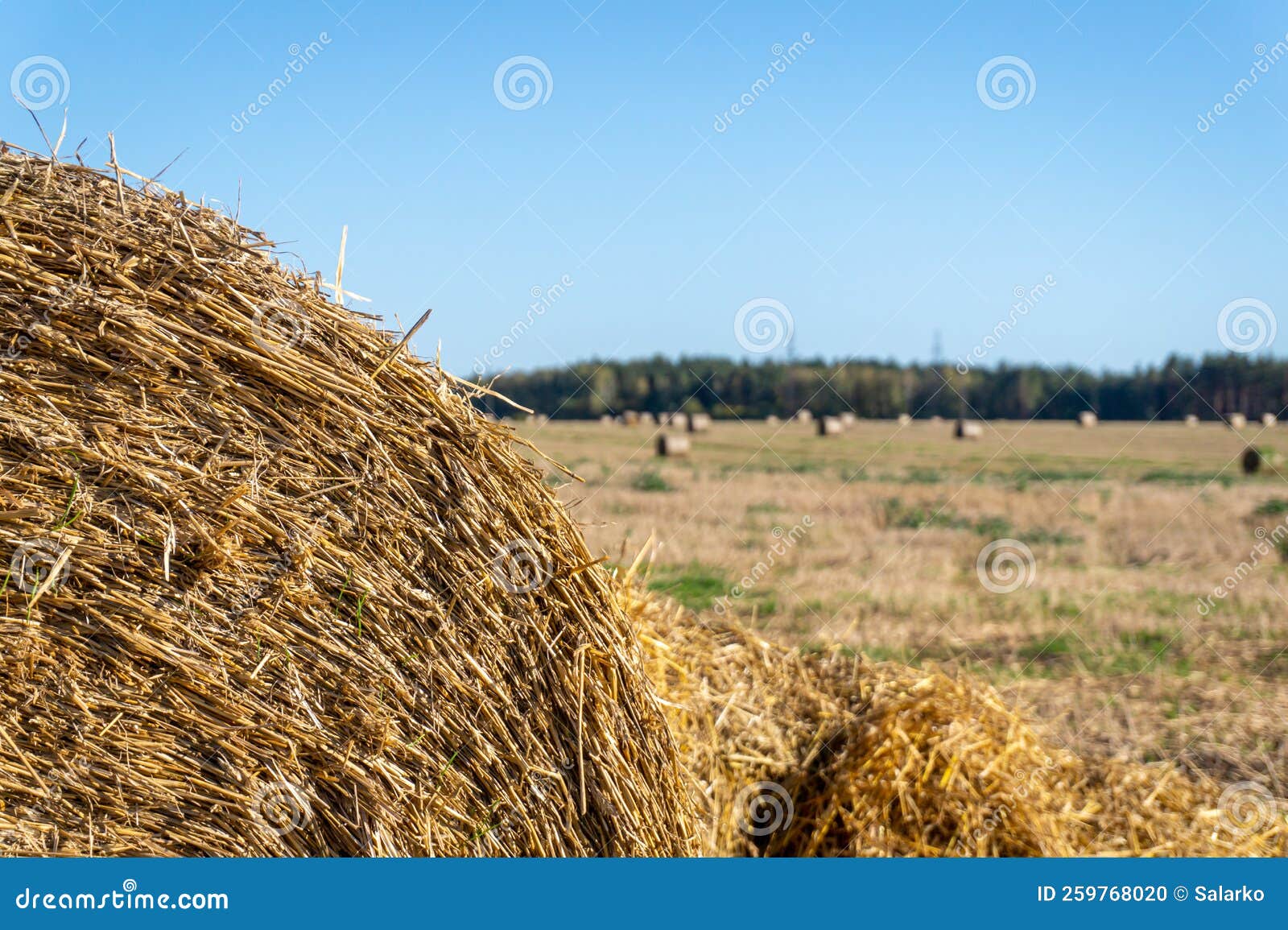 Stack of Hay with Wheat Field Stock Photo - Image of closeup, straw ...