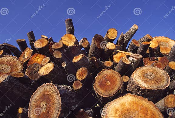 Stack hewed wood stock photo. Image of brown, hewed, stack - 2231794