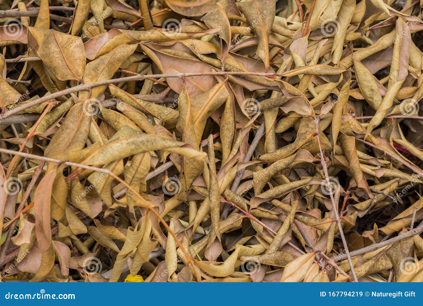 Stack the Leaves that are Stacked Together. Stock Image - Image of ...