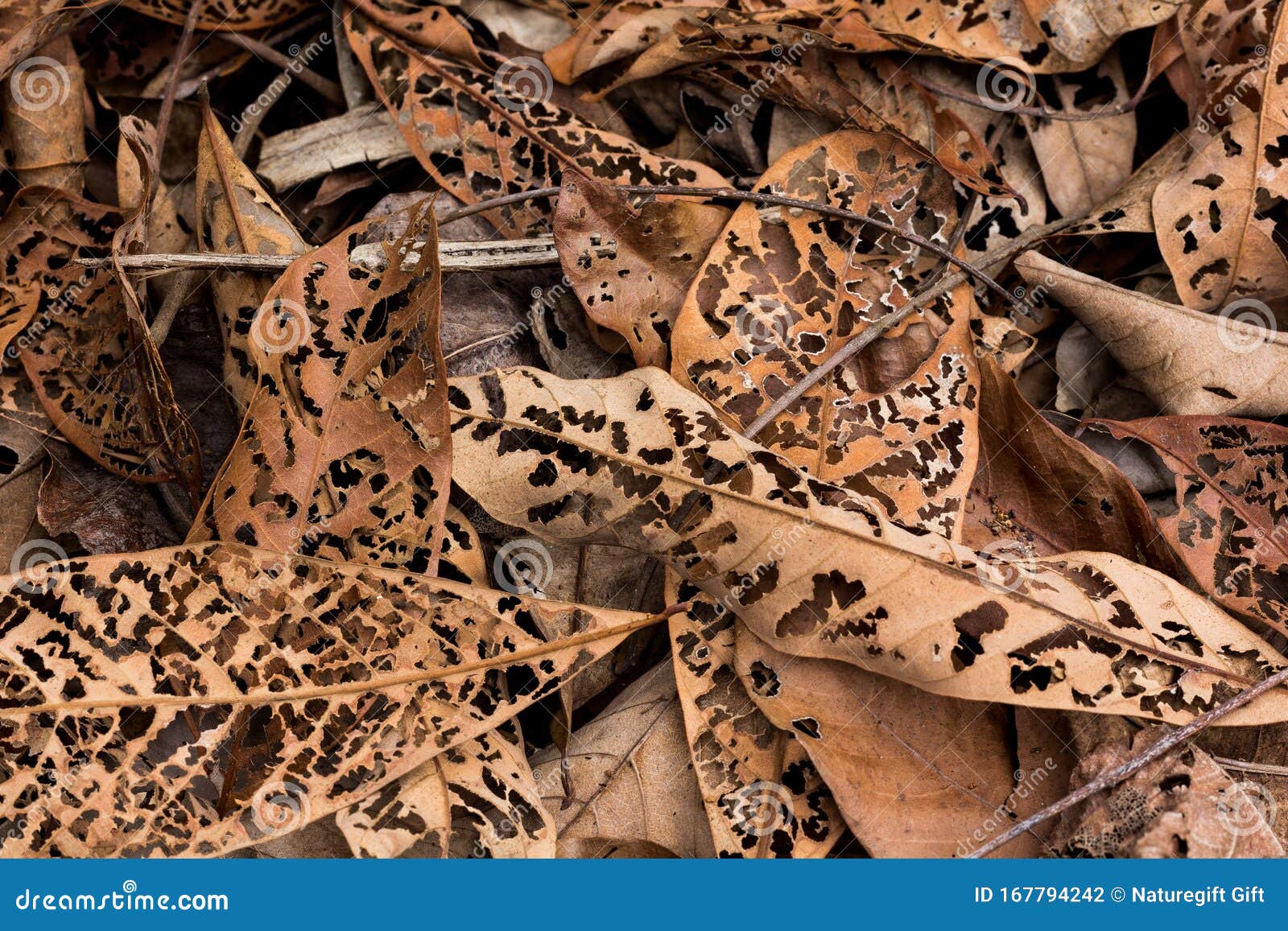 Stack the Leaves that are Stacked Together. Stock Photo - Image of ...