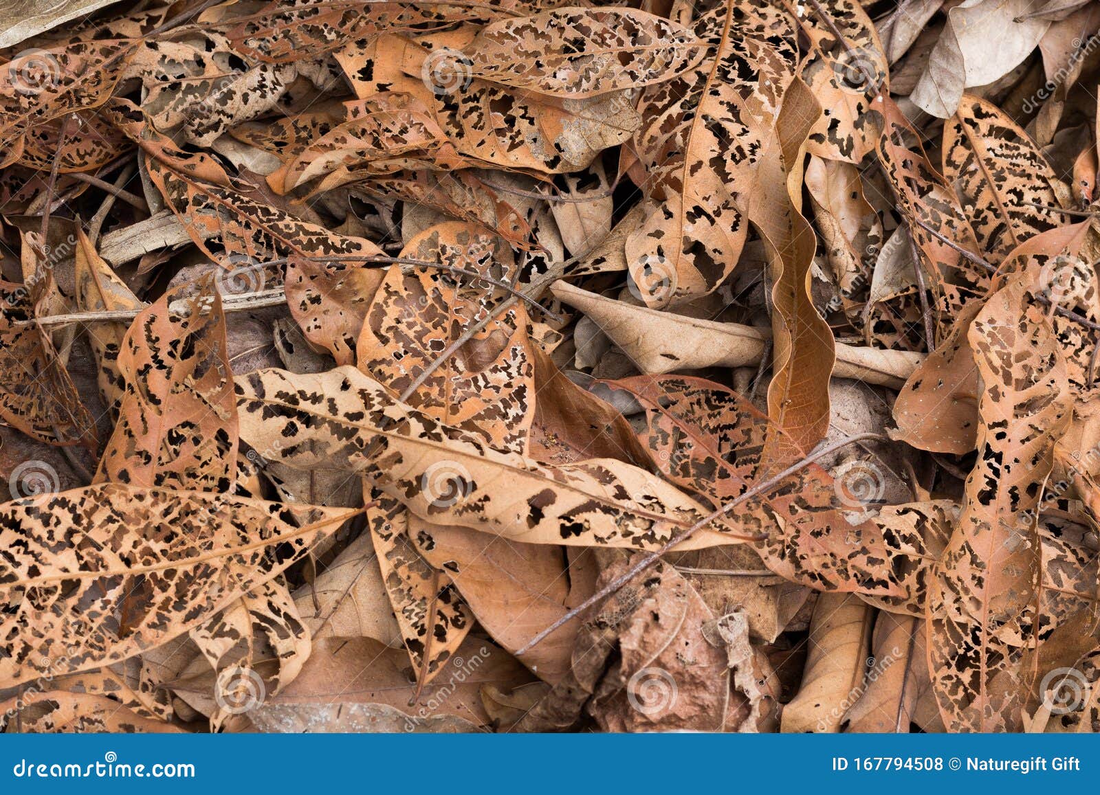 Stack the Leaves that are Stacked Together. Stock Photo - Image of ...