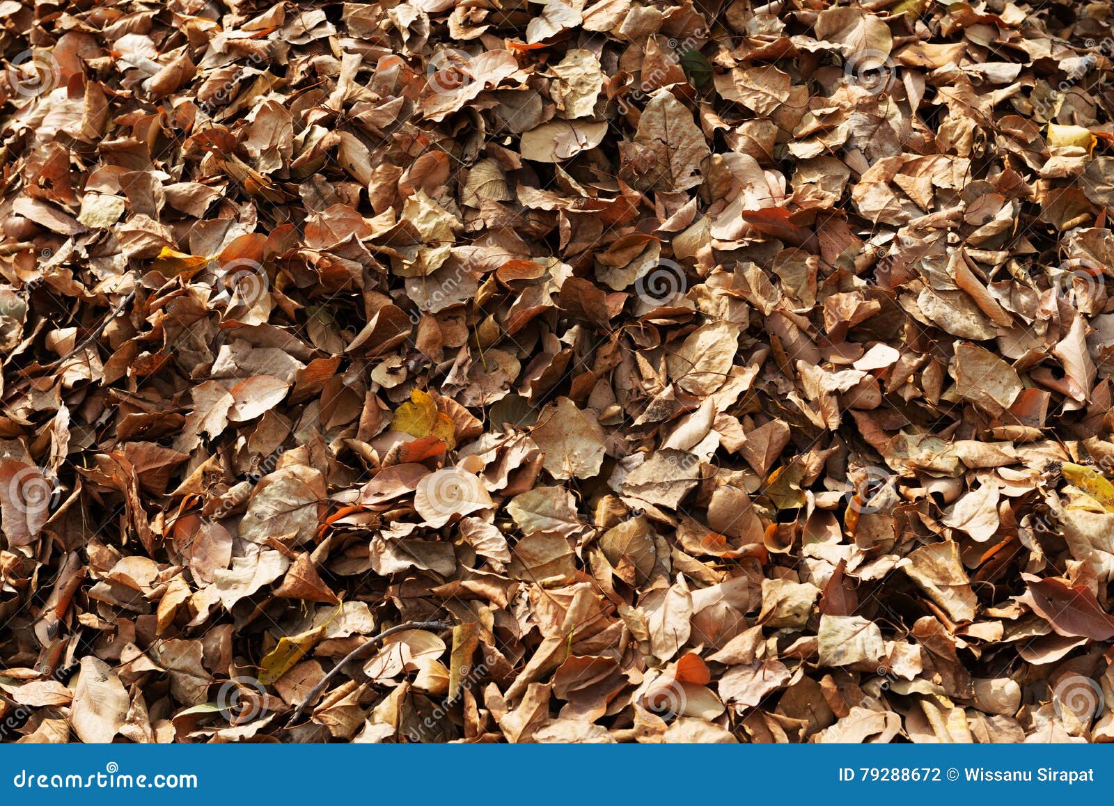 Stack Leaves Together Sweep Them Under The Tree. Royalty-Free Stock ...
