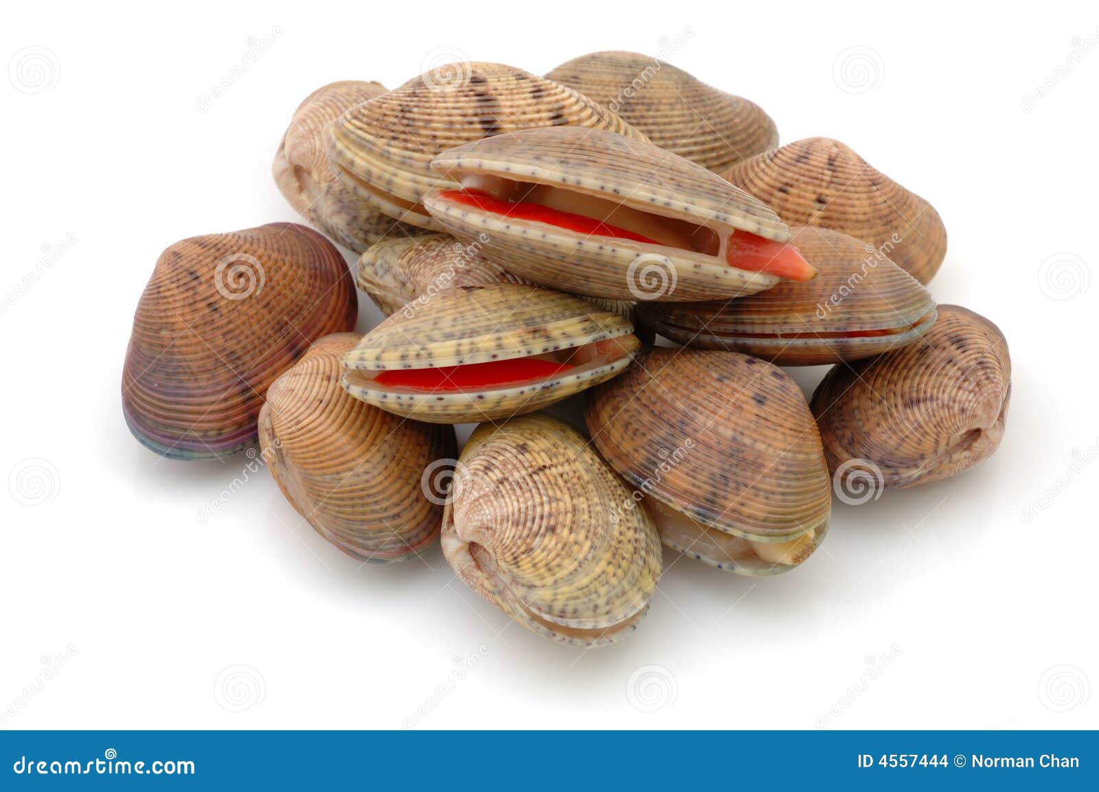 Stack Clams Royalty-Free Stock Image | CartoonDealer.com #66960106