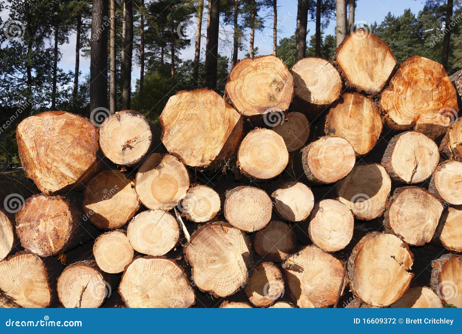 Stack of Logs stock photo. Image of forest, wooden, stacked - 16609372