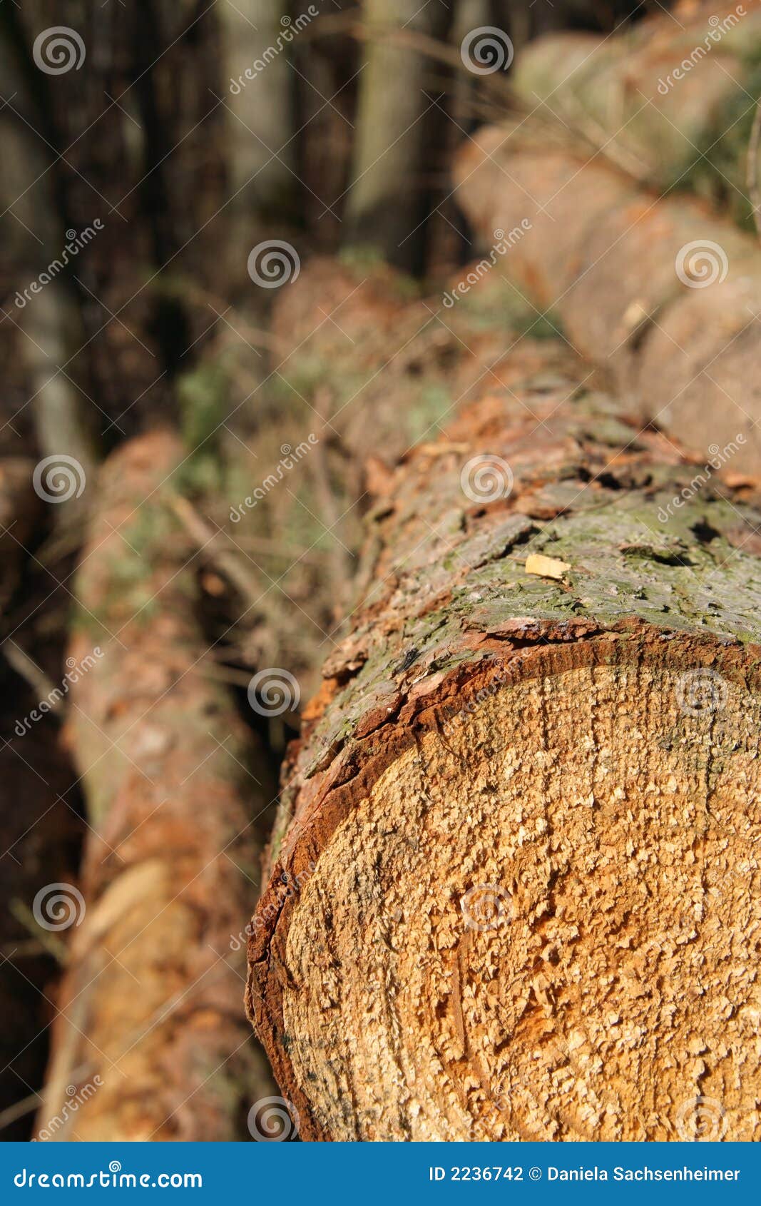 Stack of logs stock photo. Image of grain, fireplace, bricks - 2236742