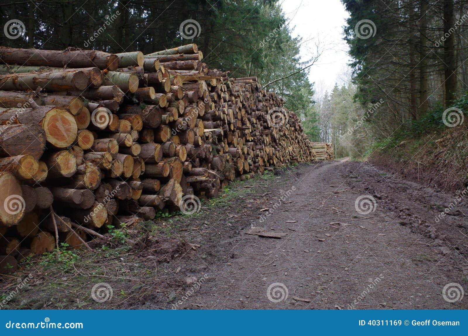 Stack of logs stock image. Image of timber, stack, forestry - 40311169