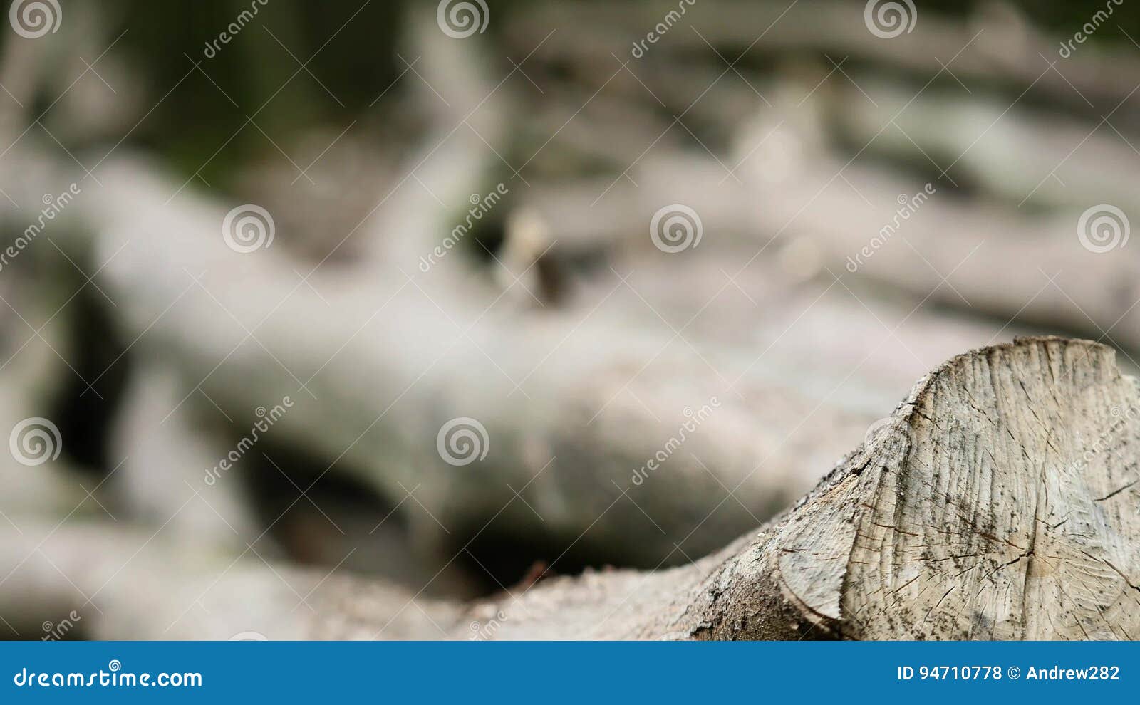 Stack of Logs Chopped Trees. Close Up Stock Photo - Image of texture ...