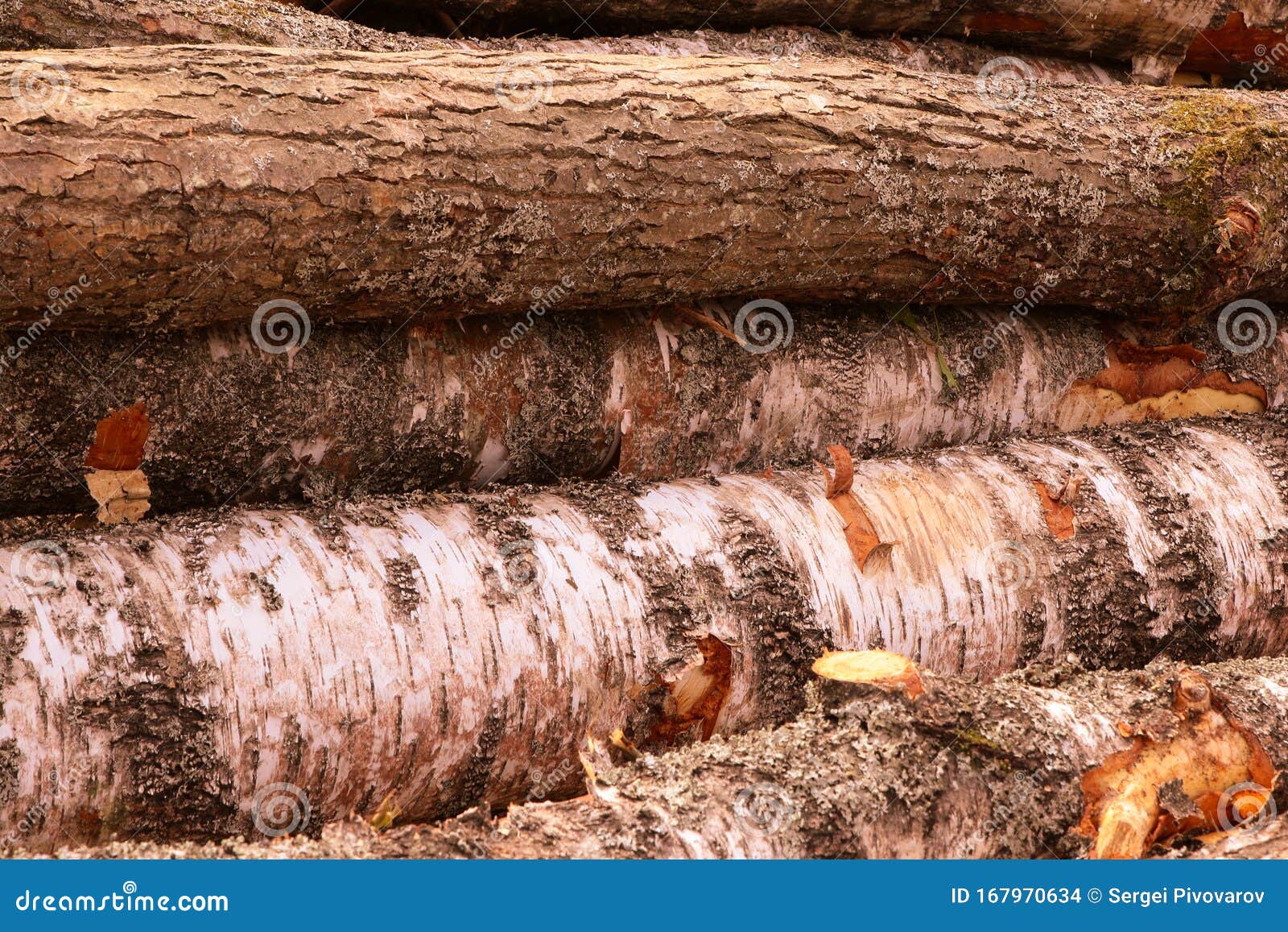 Stack of Logs Close-up Birch Pine Parallel Trunk Uneven Hard Background ...