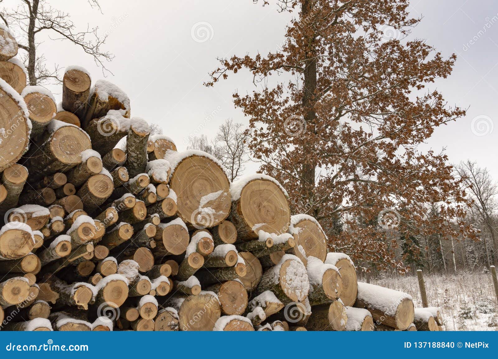 Stack of Logs Covered in a Layer of Fresh Snow Stock Photo - Image of ...