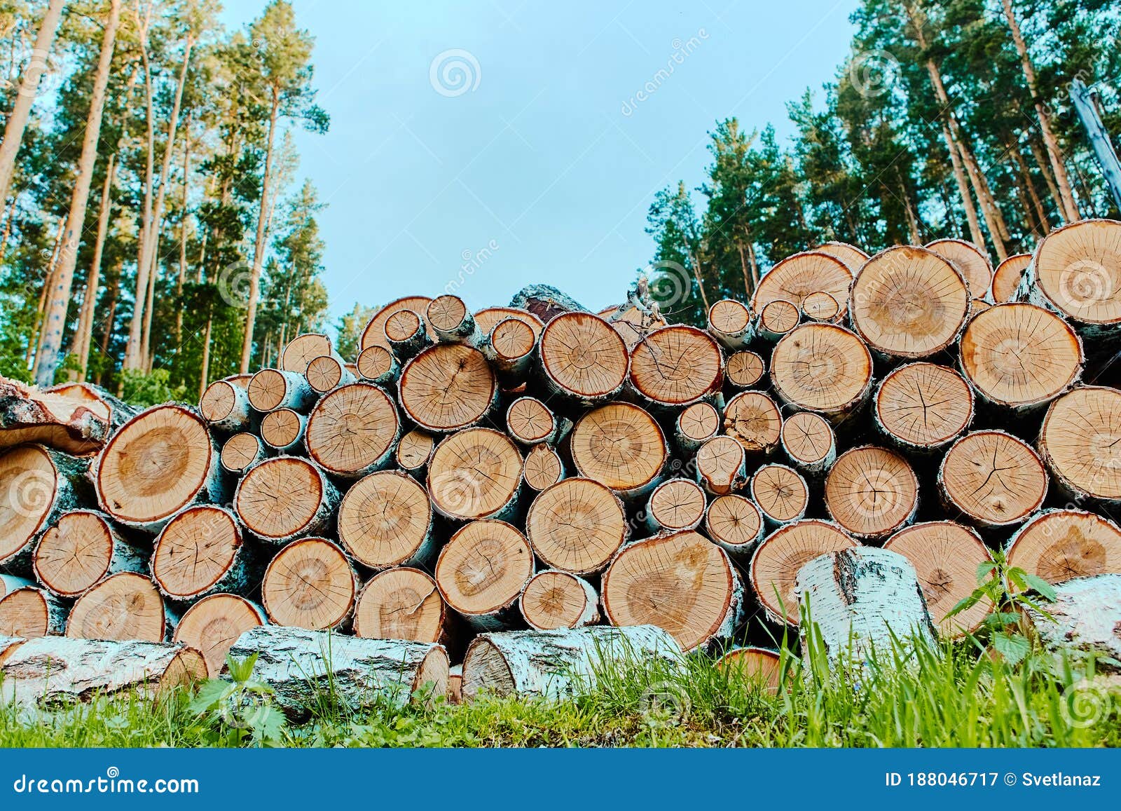 A Stack of Logs with Deciduous Trees a View of the Various Ends of Logs ...