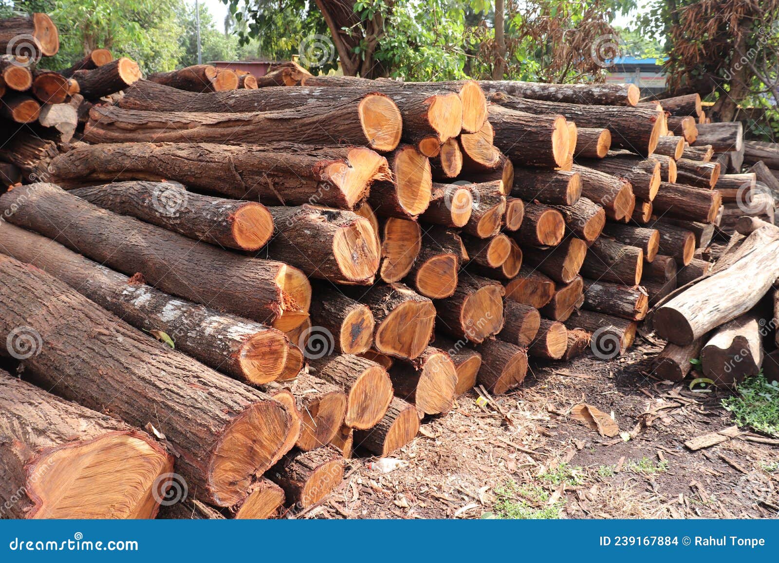Stack of Logs in Forest | Cutting Logs | Stacked Logs Stock Photo ...