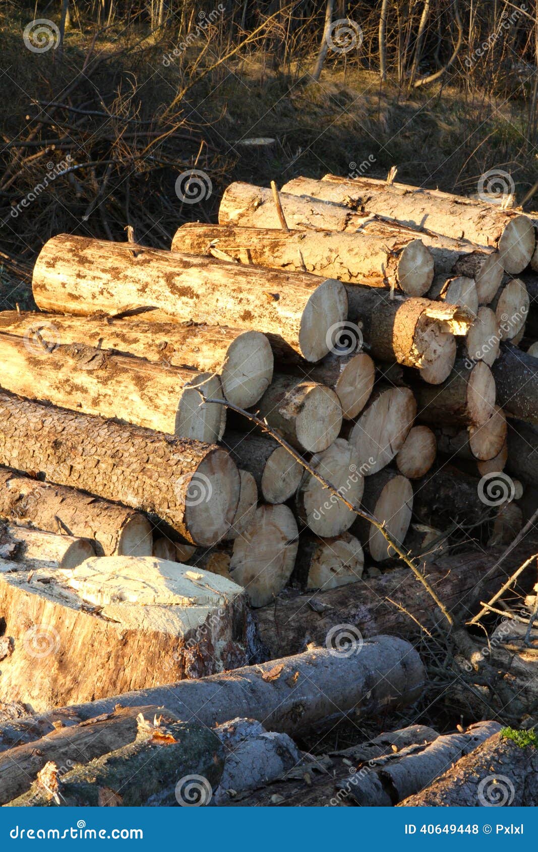 Stack of logs stock photo. Image of rough, heap, environment - 40649448