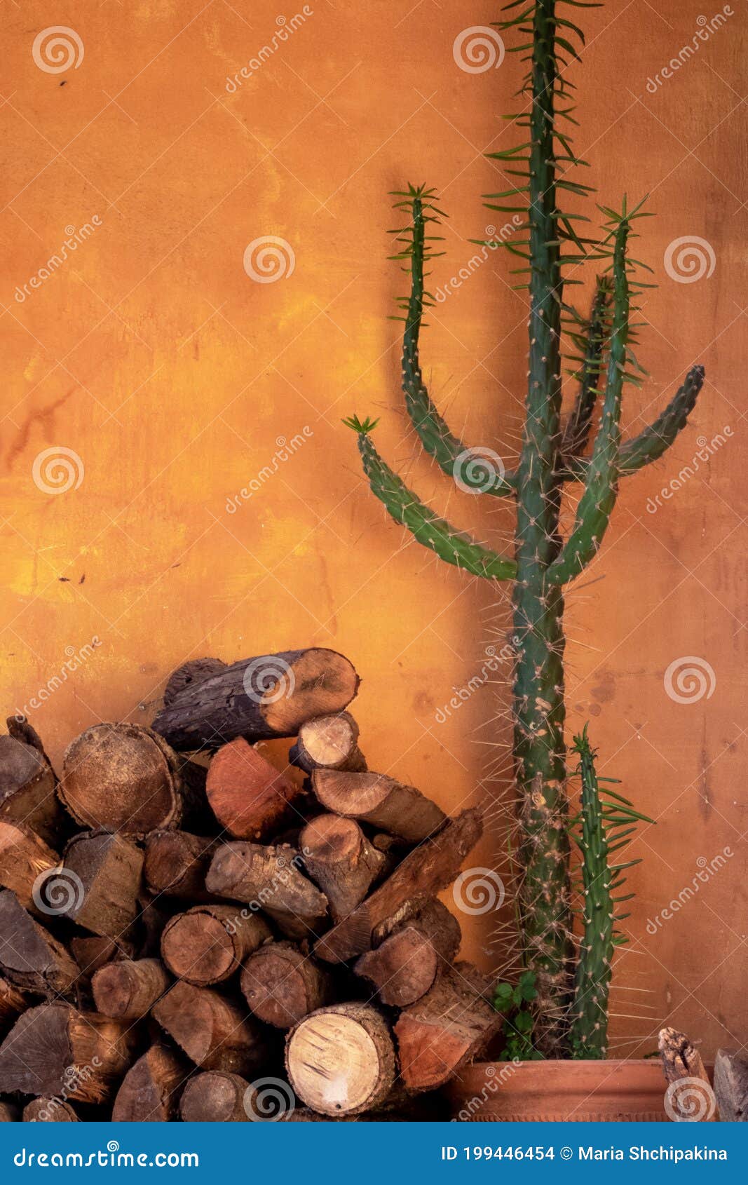 Stack of Logs and Giant Green Cactus Outside at Yard Against Yellow ...