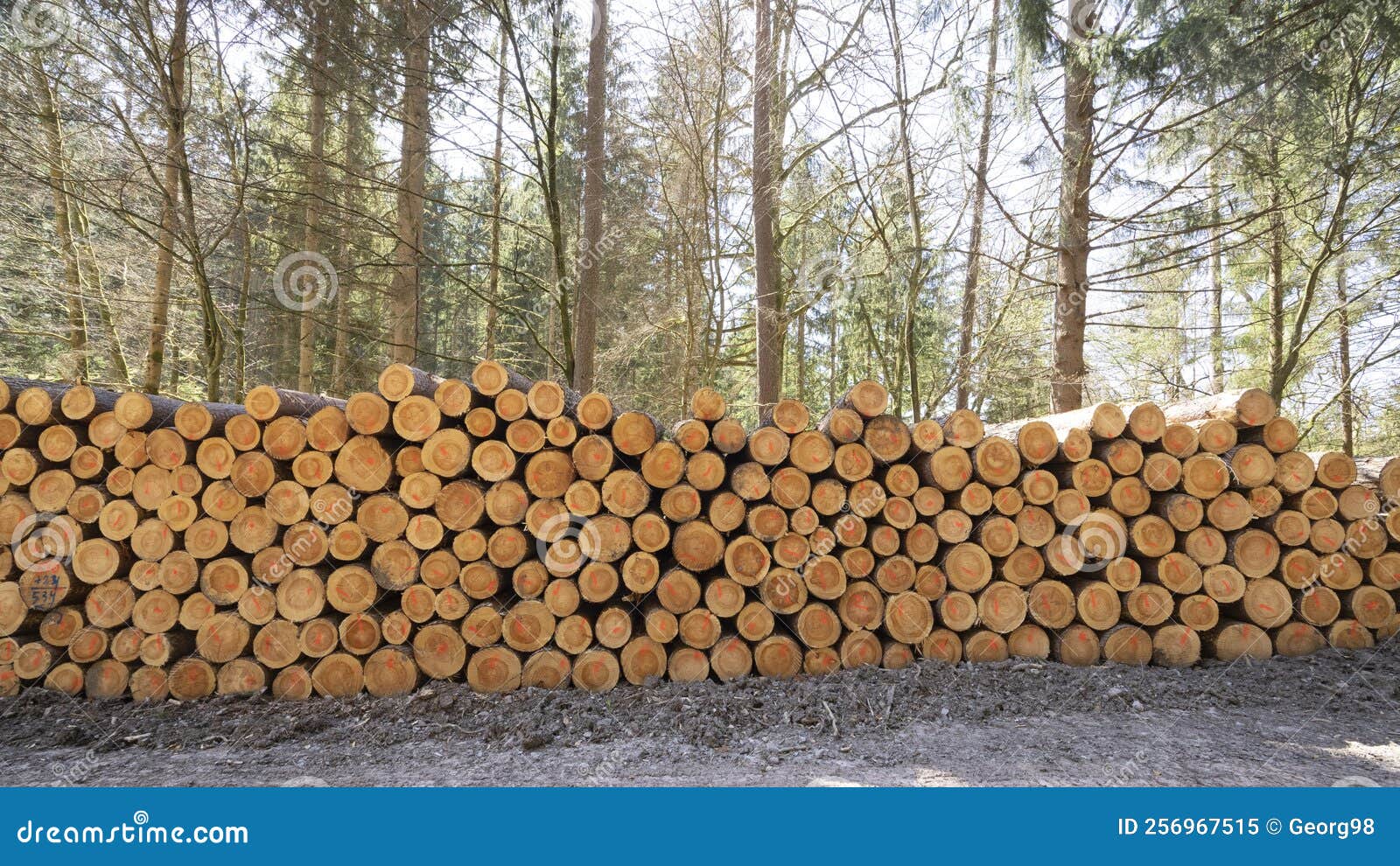 Stack Of Logs In Green Forest Roadside Stock Image Image Of Green Logging 256967515