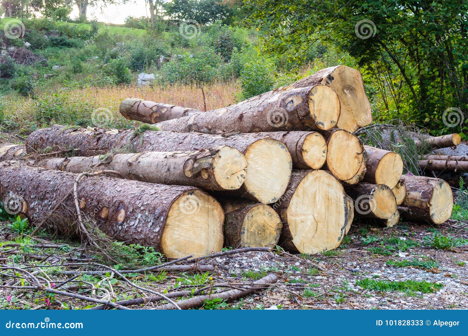 Stack of Logs stock image. Image of field, heap, fall - 101828333