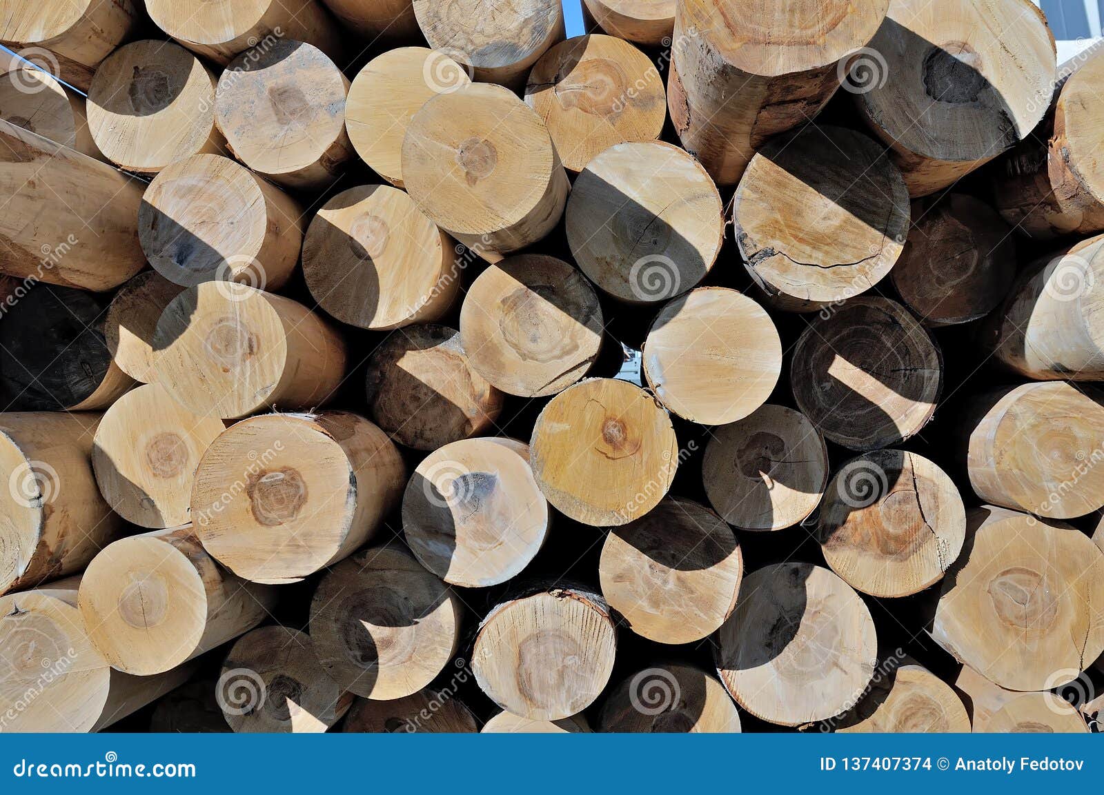 Stack of Logs Lit by the Sun Stock Photo - Image of frame, nature ...
