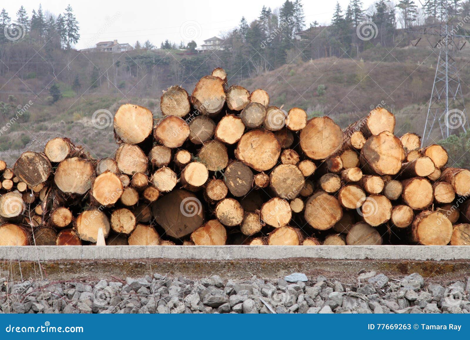 Stack of Logs stock image. Image of wood, logs, trees - 77669263