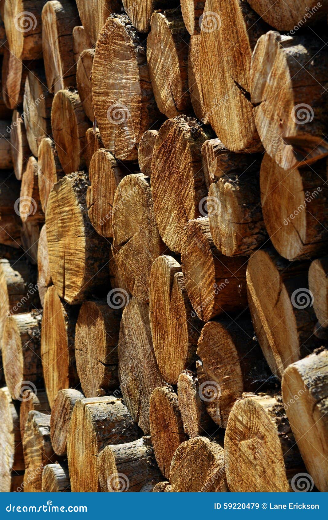 Stack of Logs Pine Trees stock image. Image of monies - 59220479