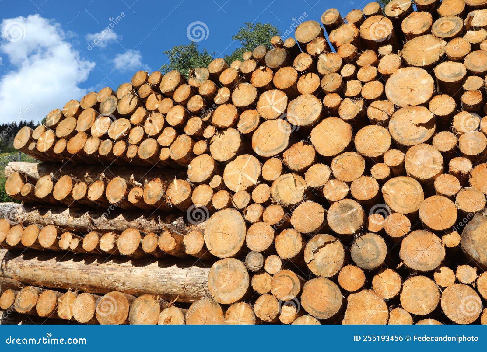 Stack of Logs Sawn by Lumberjacks Ready To Be Processed in the I Stock ...
