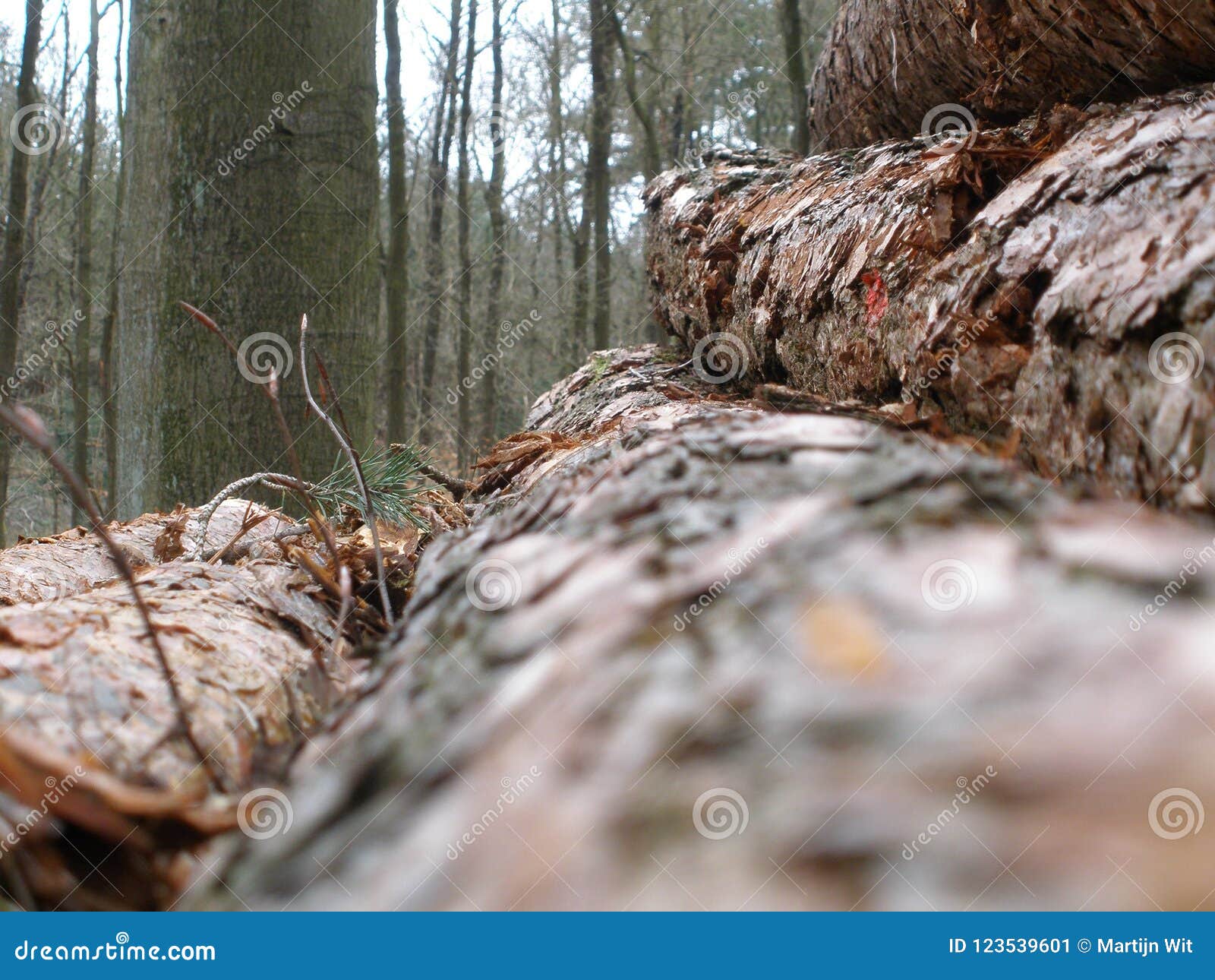 Stack of logs stock image. Image of bark, fall, boomstam - 123539601