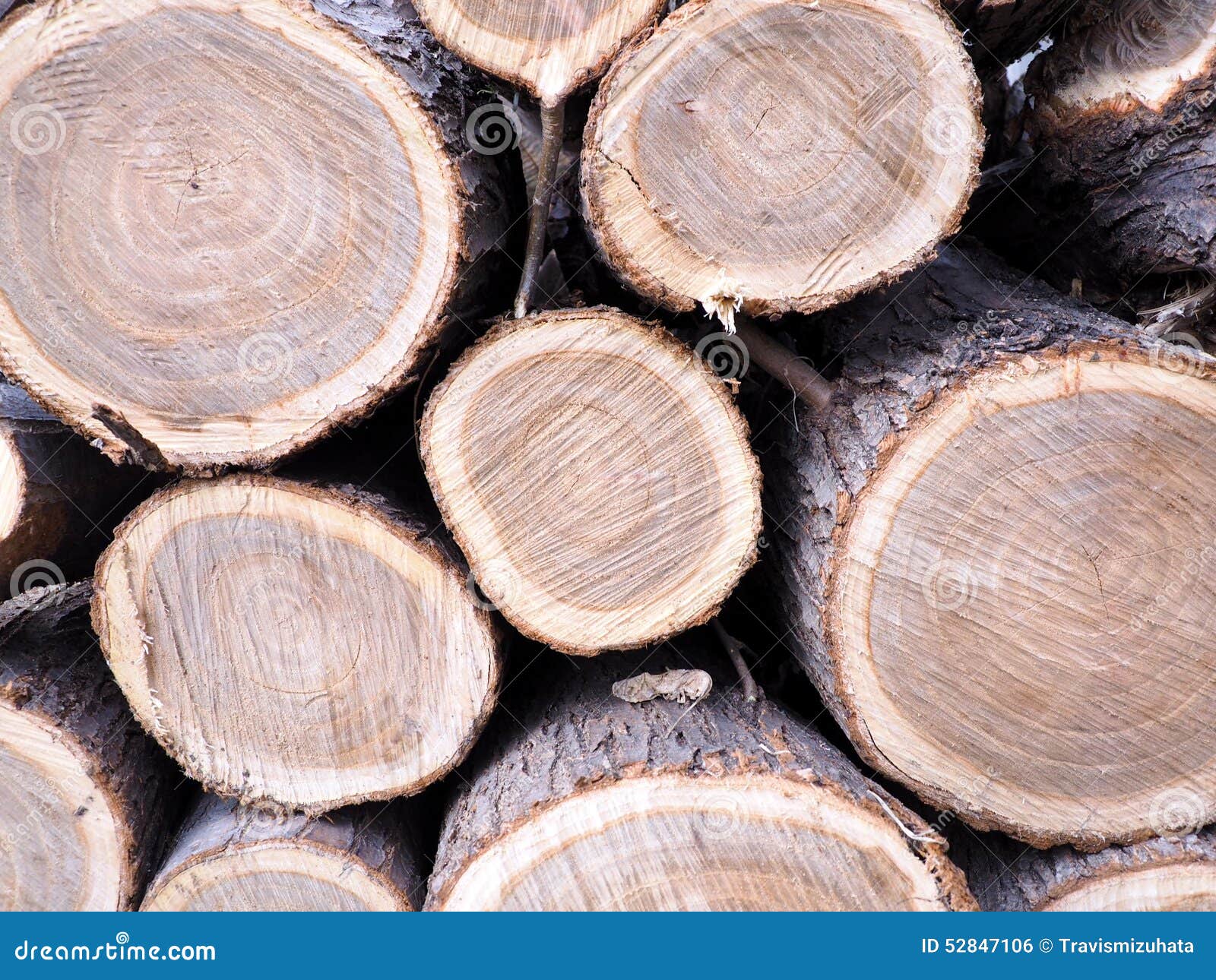 Stack of logs stock photo. Image of trees, tree, stacked - 52847106