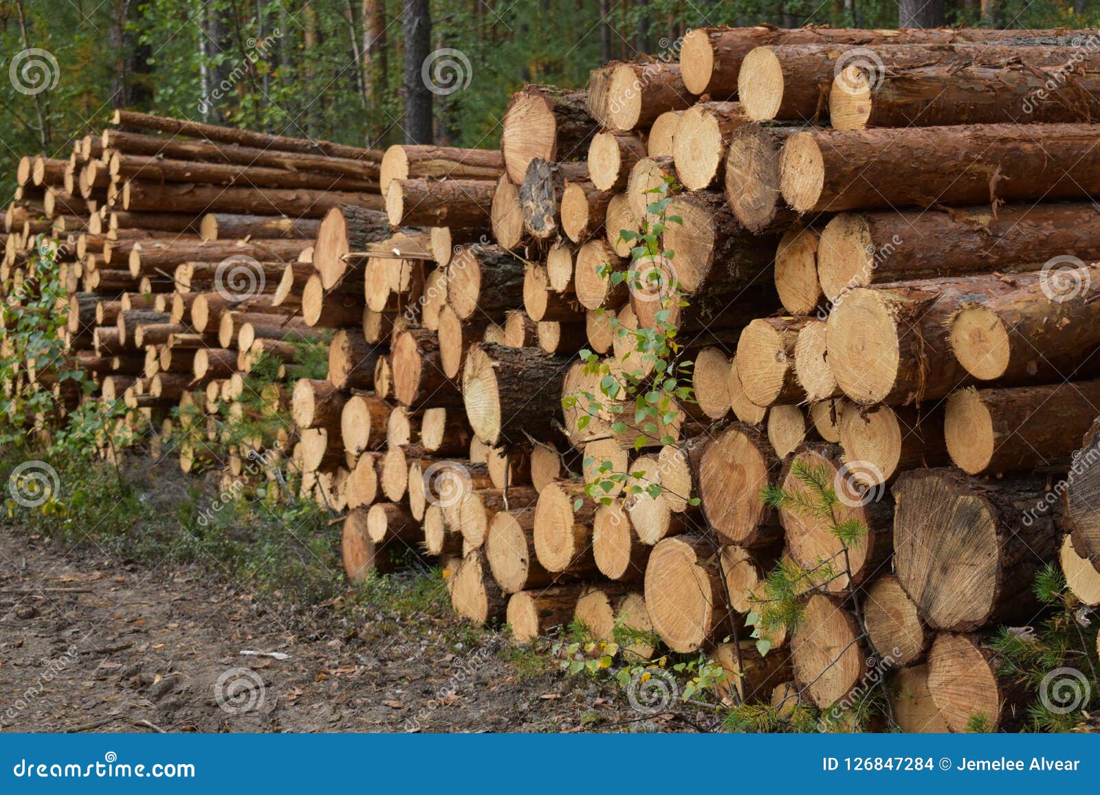 Stack of logs stock photo. Image of bark, tree, forestry - 126847284
