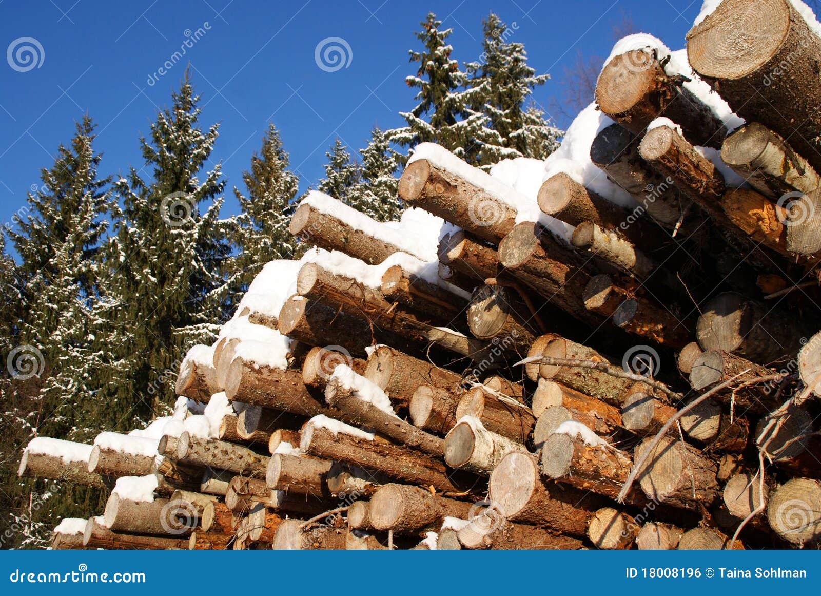 Stack of Logs in Winter Spruce Forest Stock Photo - Image of background ...