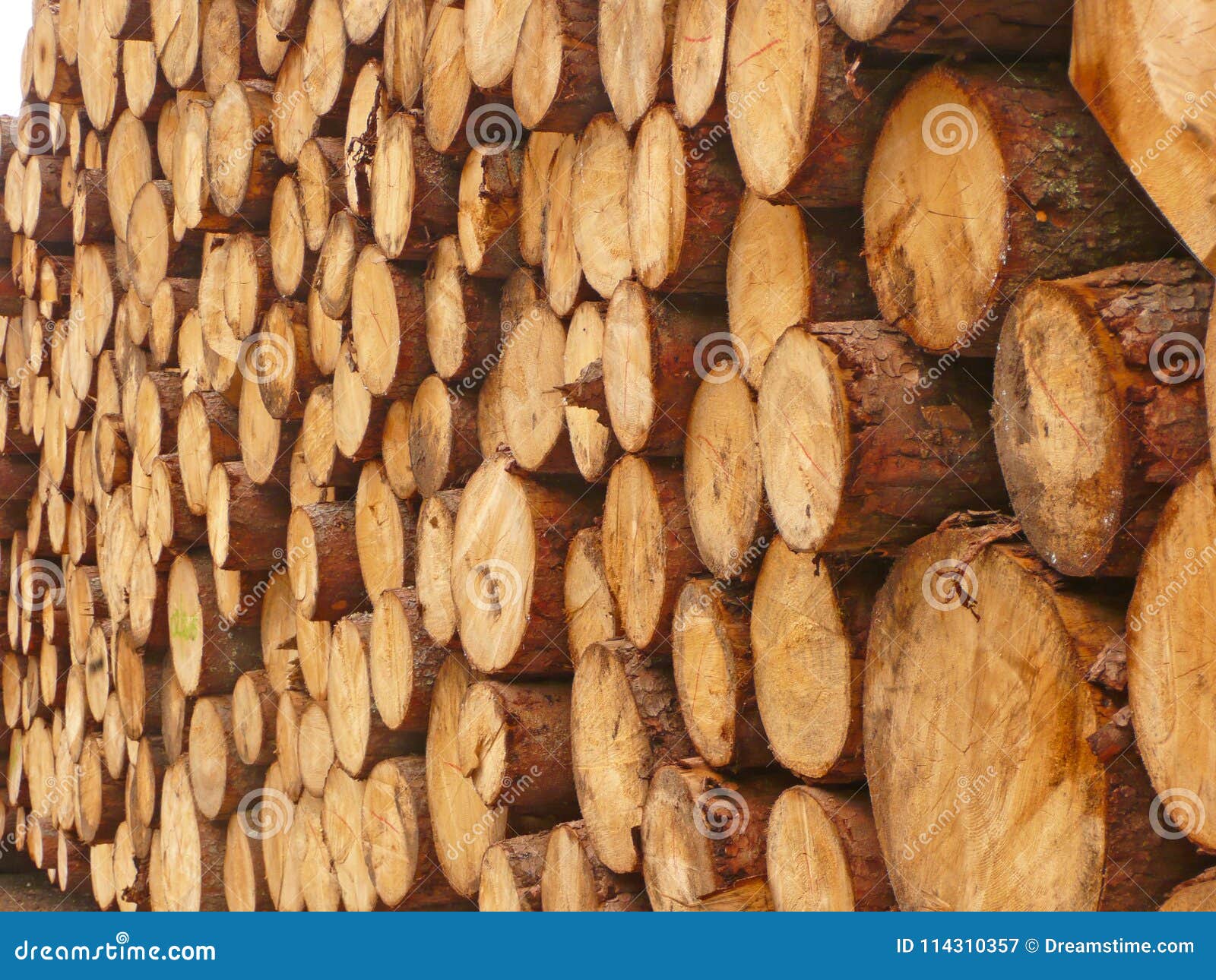 Stack of Lumber Cut into Tree Trunks Stock Vector - Illustration of ...