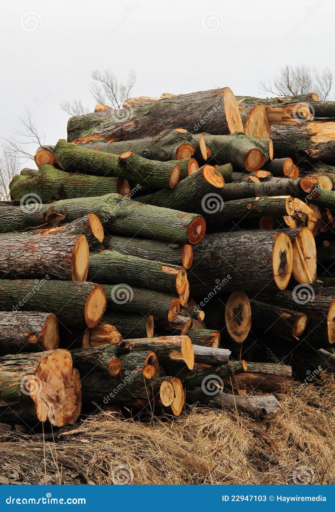 Stack of Lumber Tree Wood stock image. Image of logstack - 22947103
