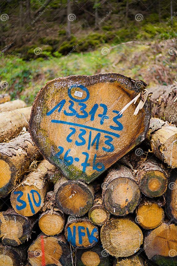 Stack of Marked Timber Logs in a Forest Setting, Highlighting Logging ...