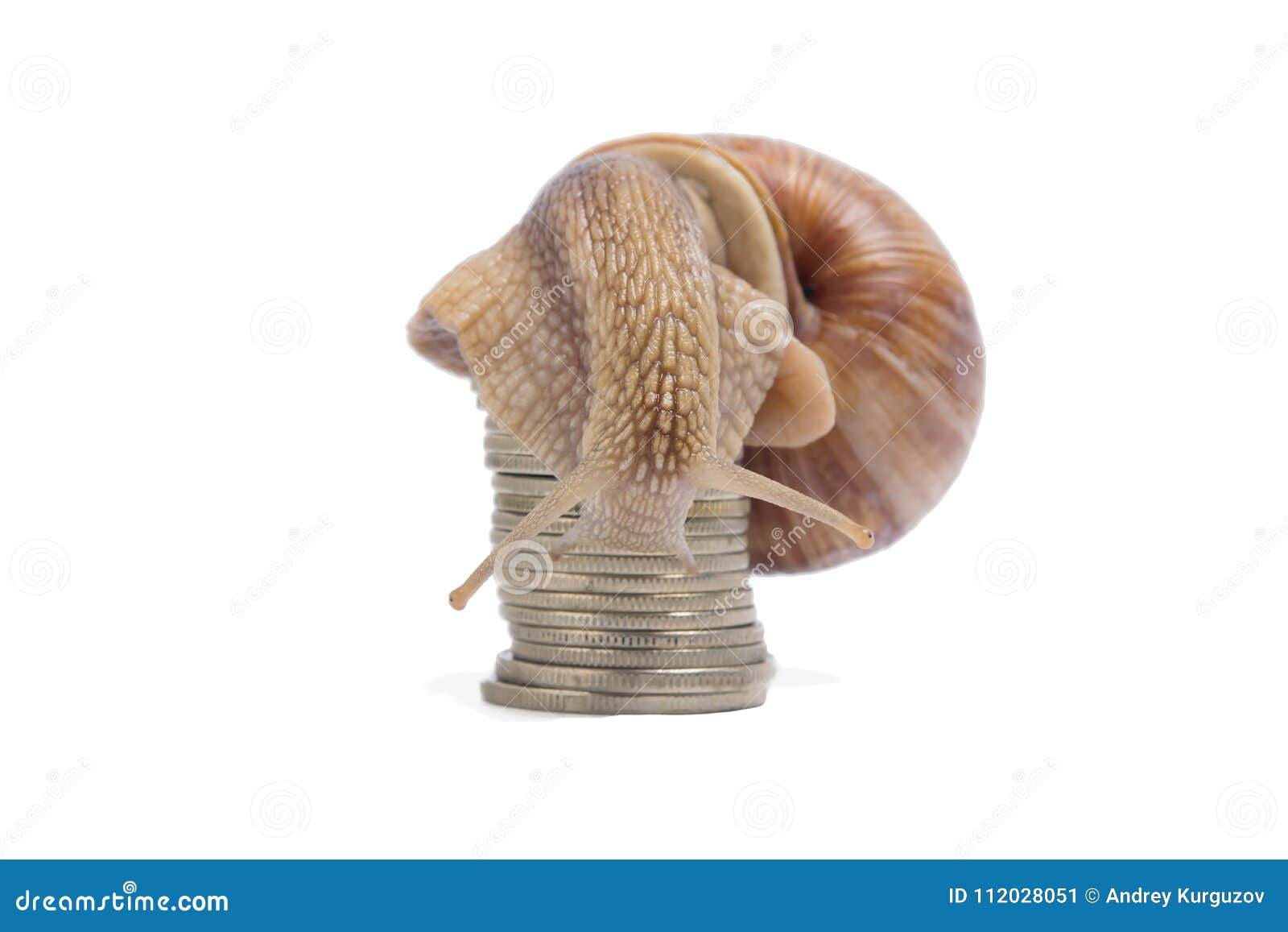 A Stack of Metal Money on a White Background with a Large Snail Stock ...