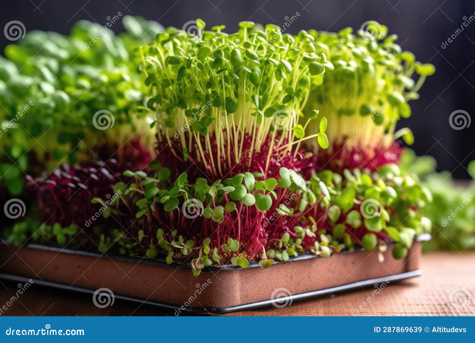 Stack of Microgreens Growing in Compact Vertical Trays Stock ...
