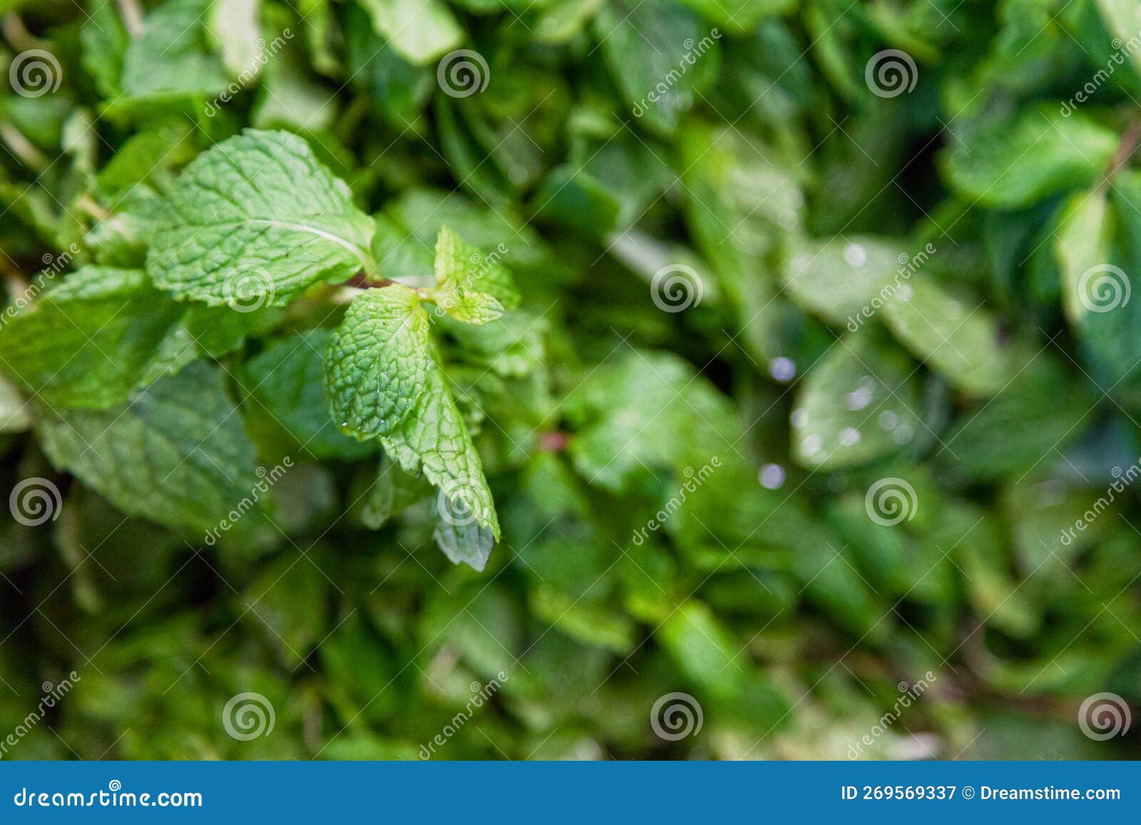 Stack of Mint Leaves on a Market Stall Stock Image - Image of spearmint ...