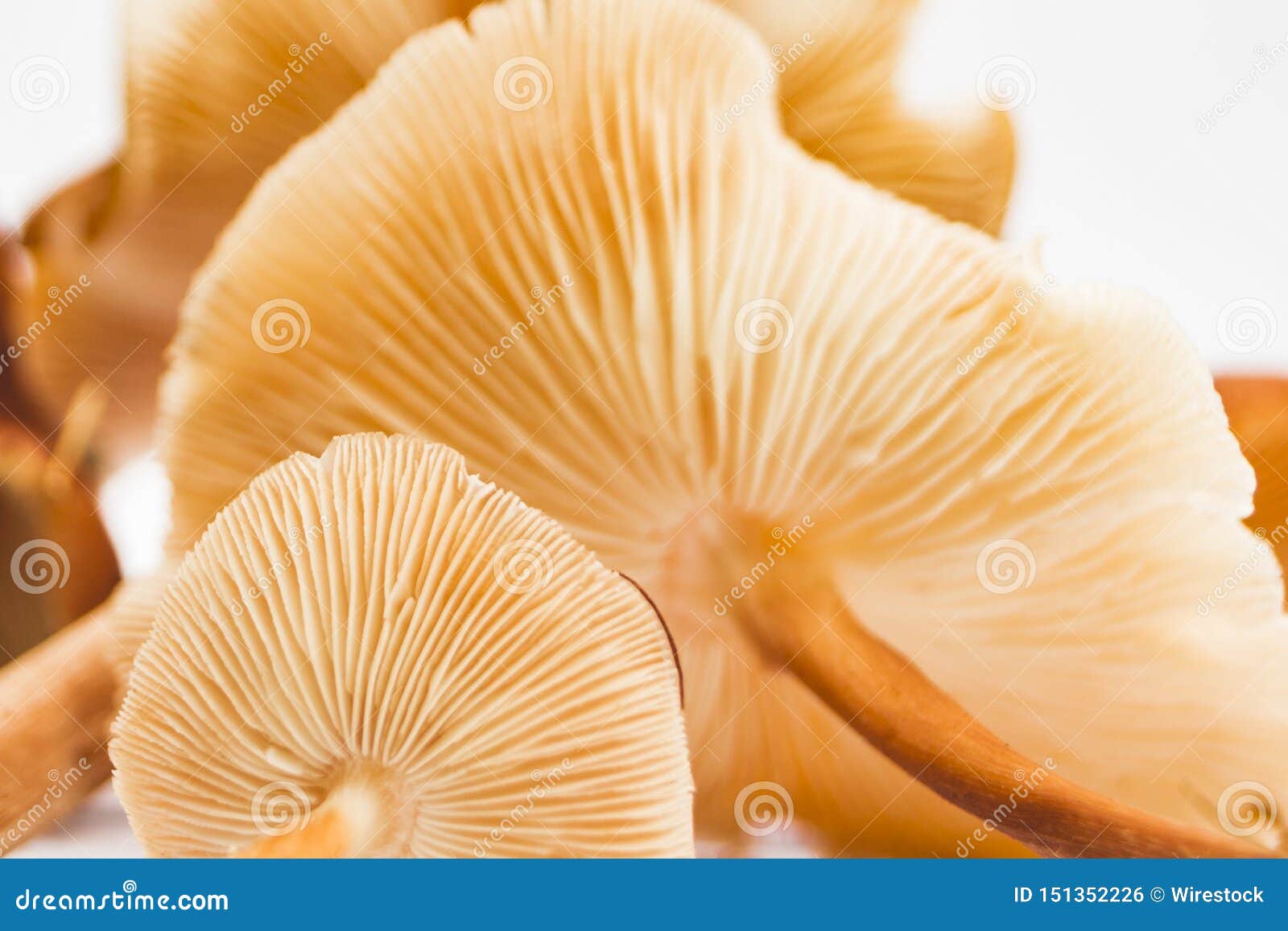Stack of Mushrooms stock photo. Image of mycology, mushrooms - 151352226