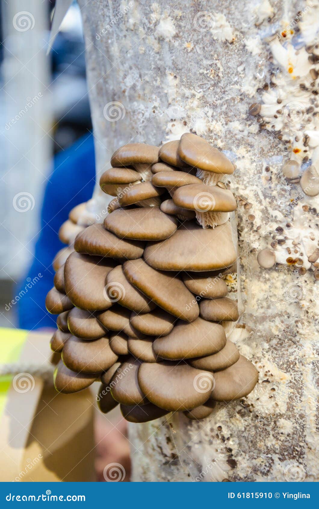 Stack of Mushrooms Growing on a Tree Trunk Stock Photo - Image of ...