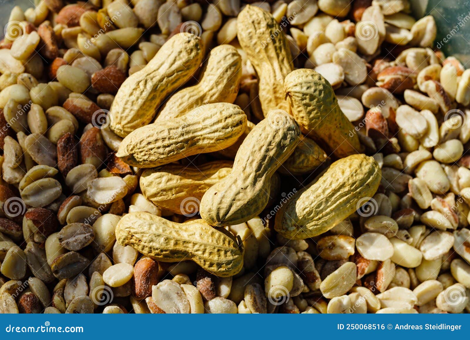 Stack of nuts stock photo. Image of angiosperms, branch - 250068516