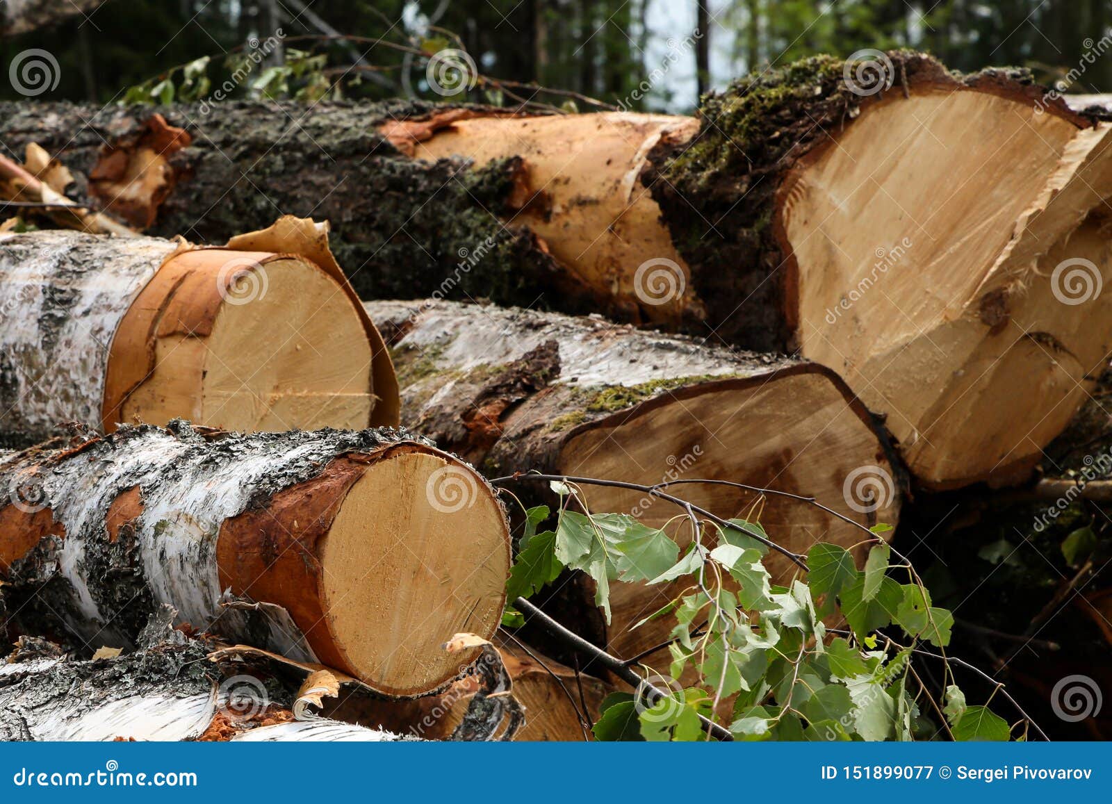 Stack of Oak Birch Logs with Leaves of a Tree End of a Tree Background ...