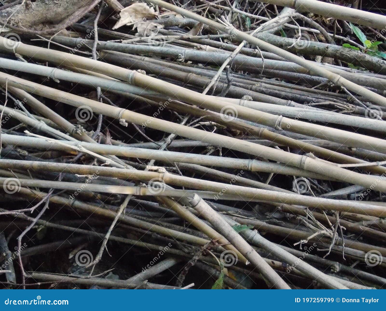 Stack of Old Bamboo Canes in Autumn Light Stock Image - Image of bamboo ...