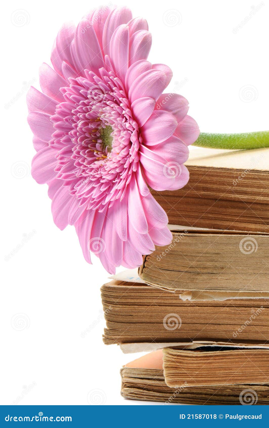 Stack of Old Books with Pink Mum Flower Stock Photo - Image of aged ...