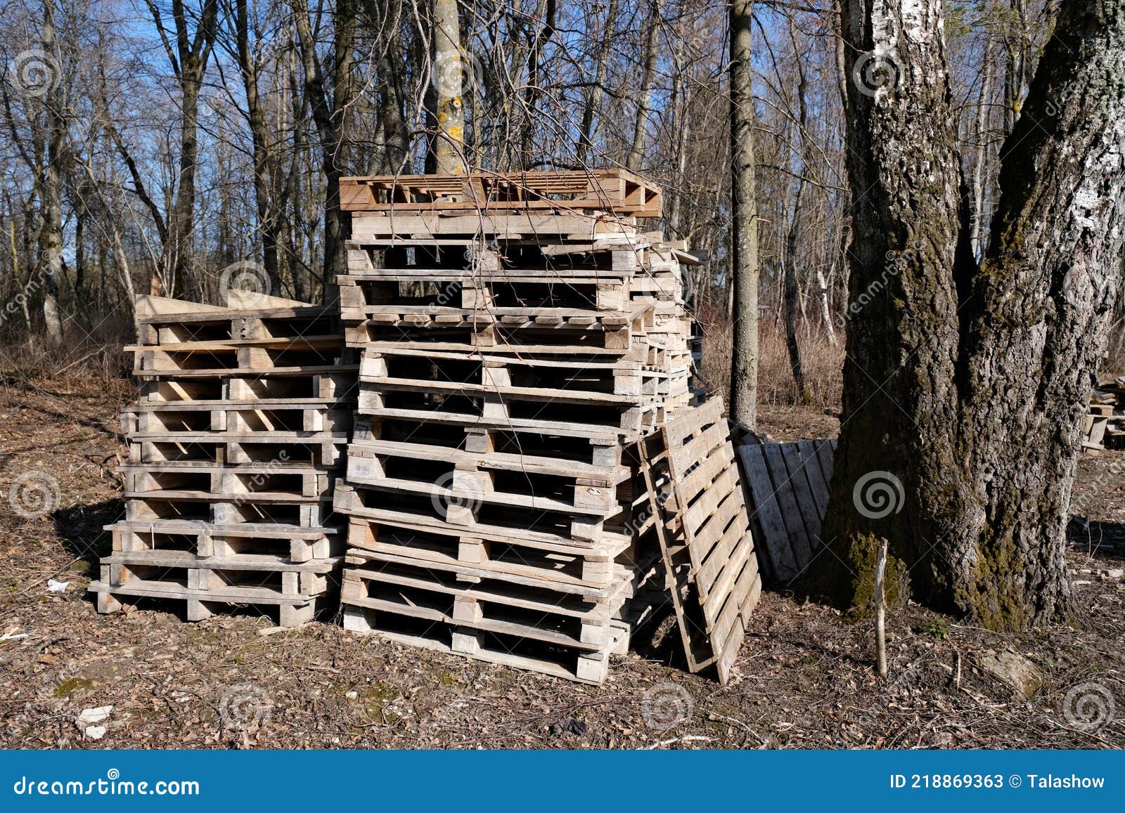 Stack of Old Wooden Pallets in the Forest Stock Image - Image of timber ...