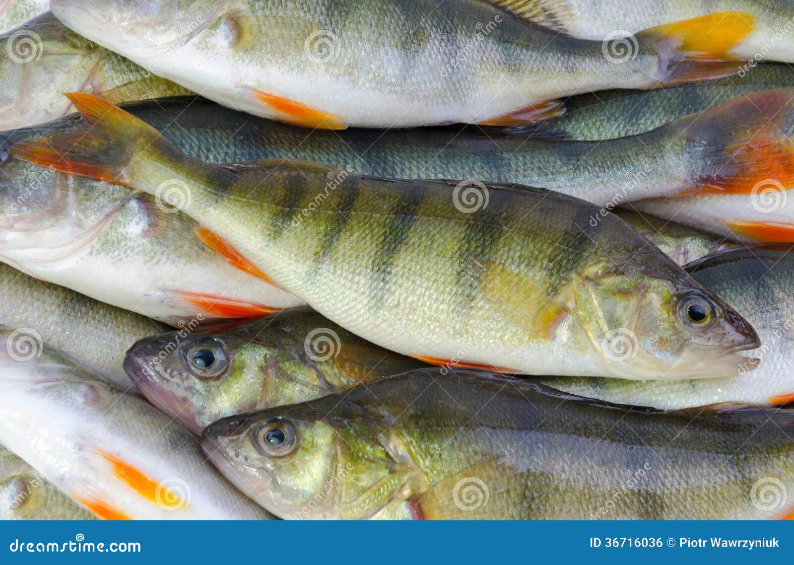Stack of perch fishes stock photo. Image of predator - 36716036