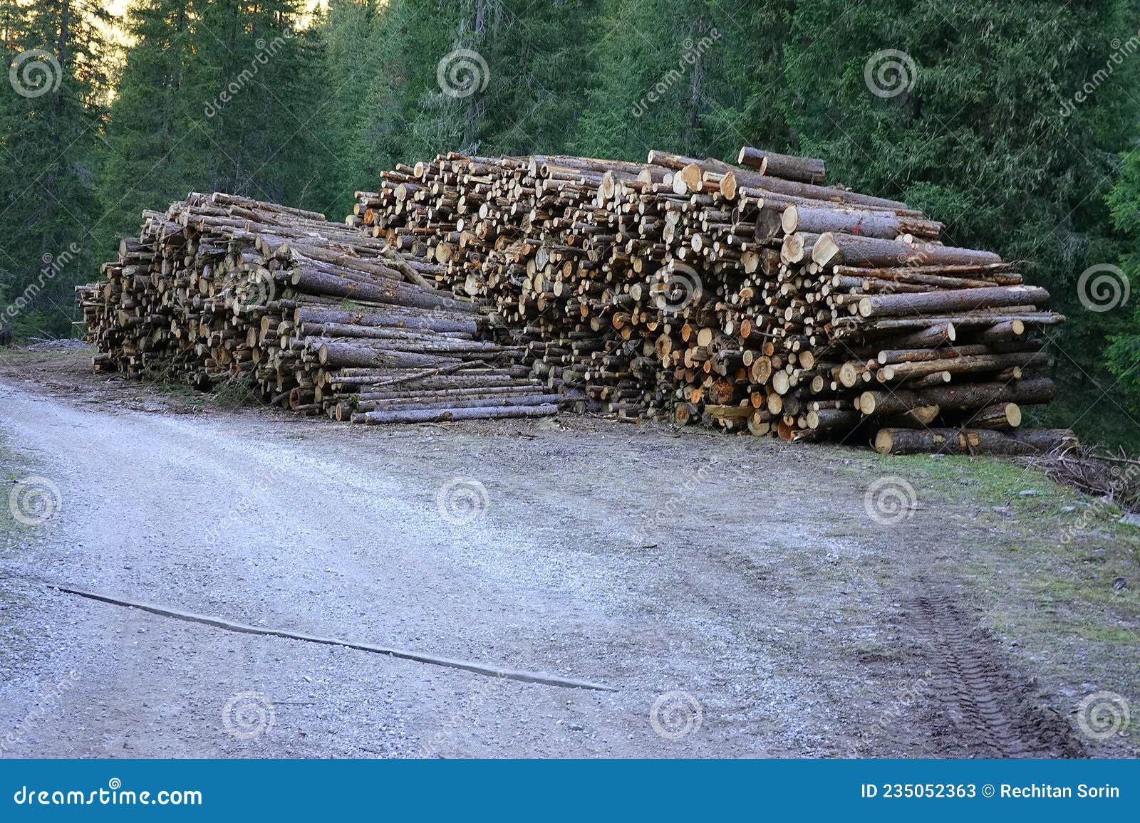 Stack of Piled Fir Tree Logs. Stock Image - Image of piled, frost ...
